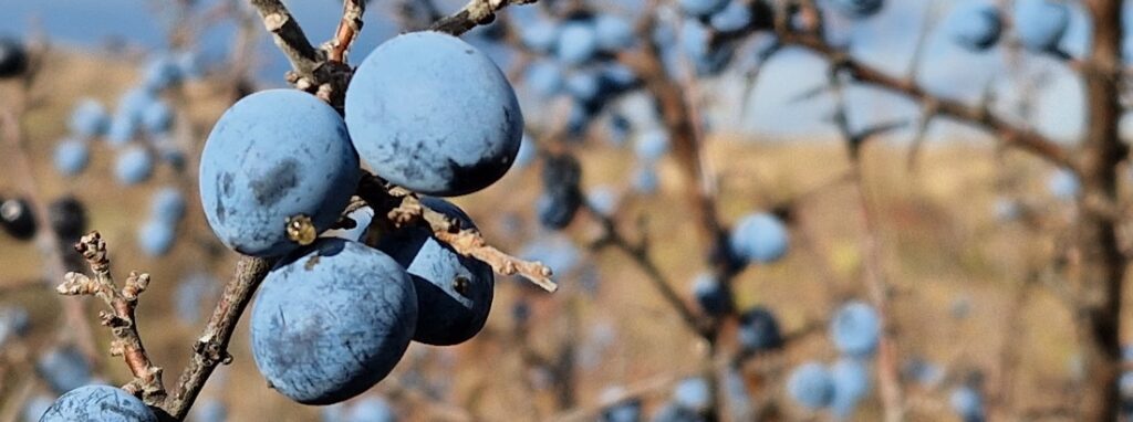 Porumbarul (Prunus spinosa) – Via Bacovia